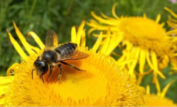 Natur&ëmwelt to host Wild Solitary Bee Pollinators event