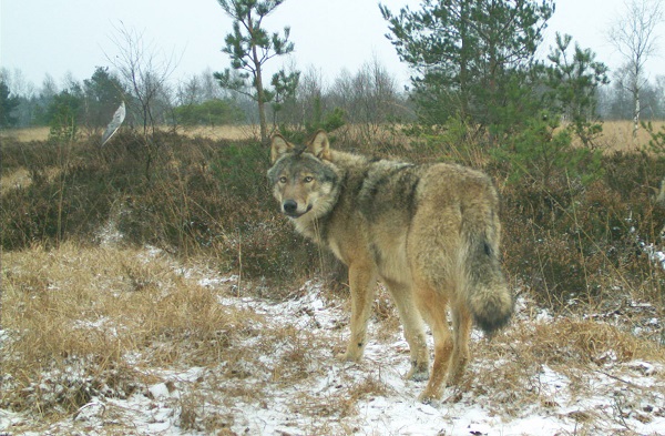 3rd Luxembourg Wolf Confirmed in Niederanven Area
