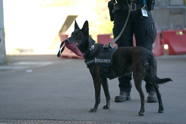 Customs Dog Gwen Helps Catch Drug Dealer in Action