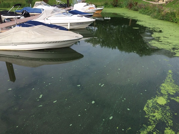 Blue Algae Detected in Moselle River, Authorities Advise Vigilance
